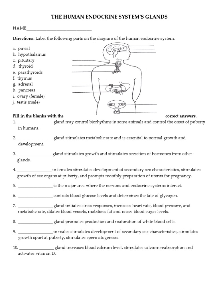 The Human Endocrine System's Glands Worksheet | PDF