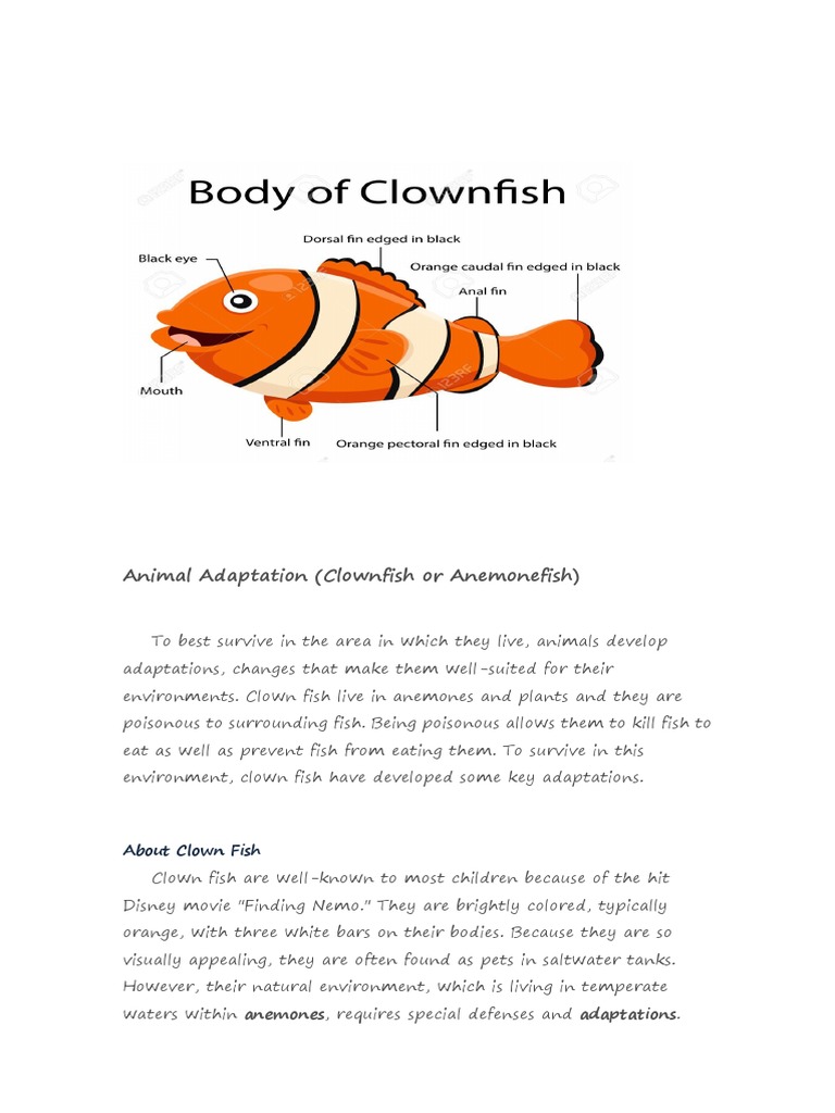Clownfish Adaptations Explained | PDF