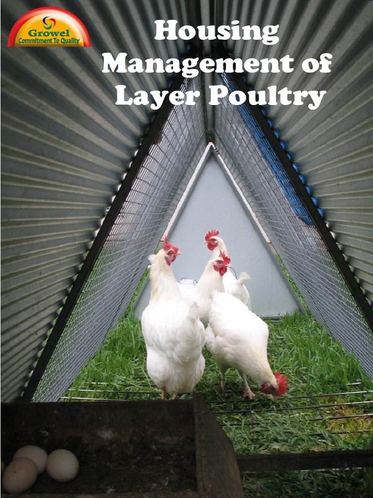 Housing Management of Layer Poultry PDF | PDF