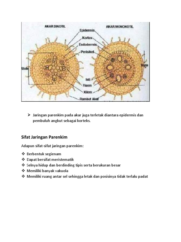 Jaringan Parenkim Pada Akar | PDF