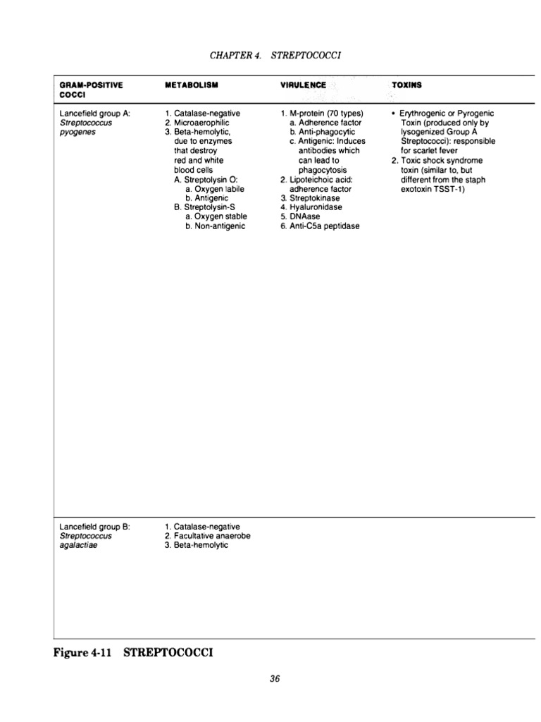 Bacteria Classification Murray G.uka | PDF