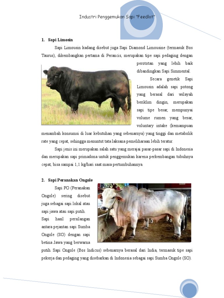 Bangsa-Bangsa Sapi Potong | PDF