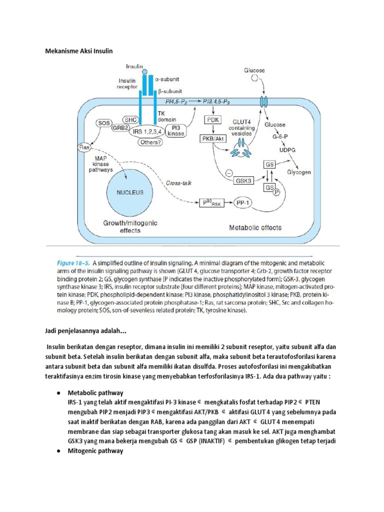 Mekanisme Aksi Insulin | PDF