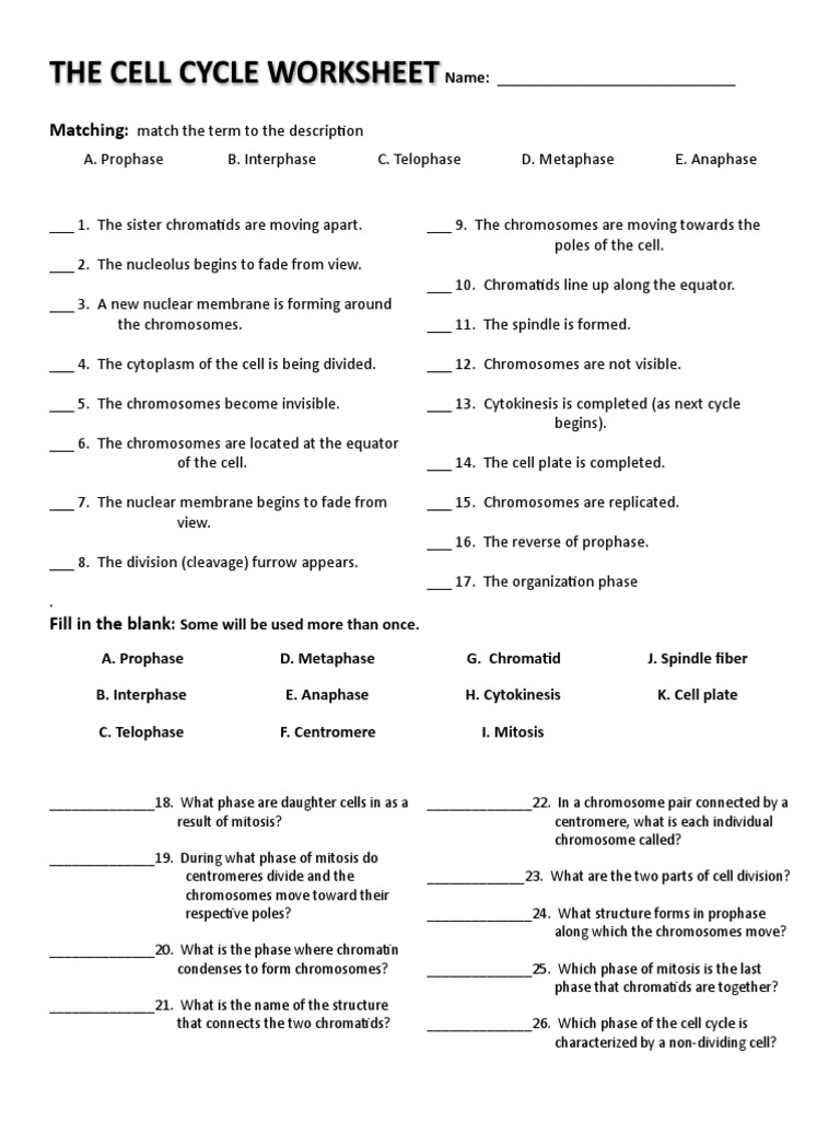 The Cell Cycle Worksheet | PDF | Mitosis | Cell Cycle