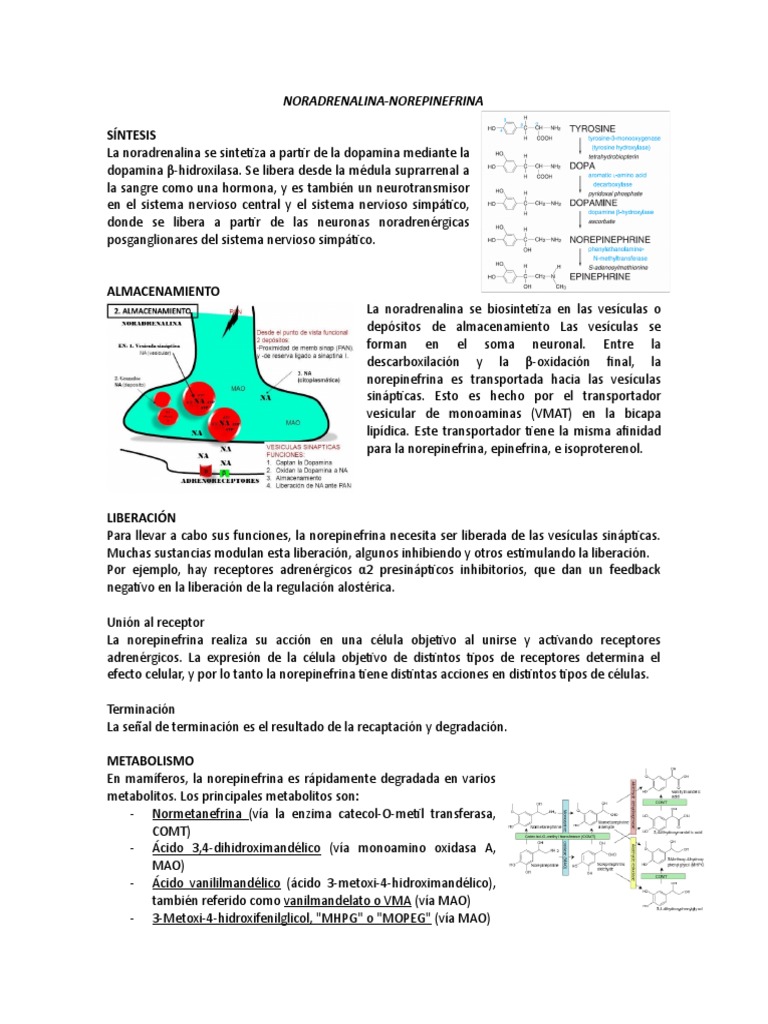 Noradrenalina: Síntesis y Funciones | PDF | Norepinefrina | Neuroquímica
