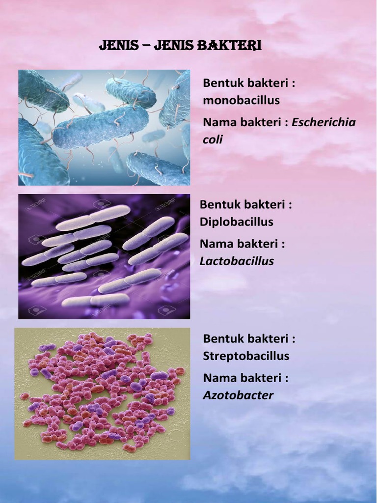 Tiga Jenis Bakteri Berdasarkan Bentuk dan Nama | PDF