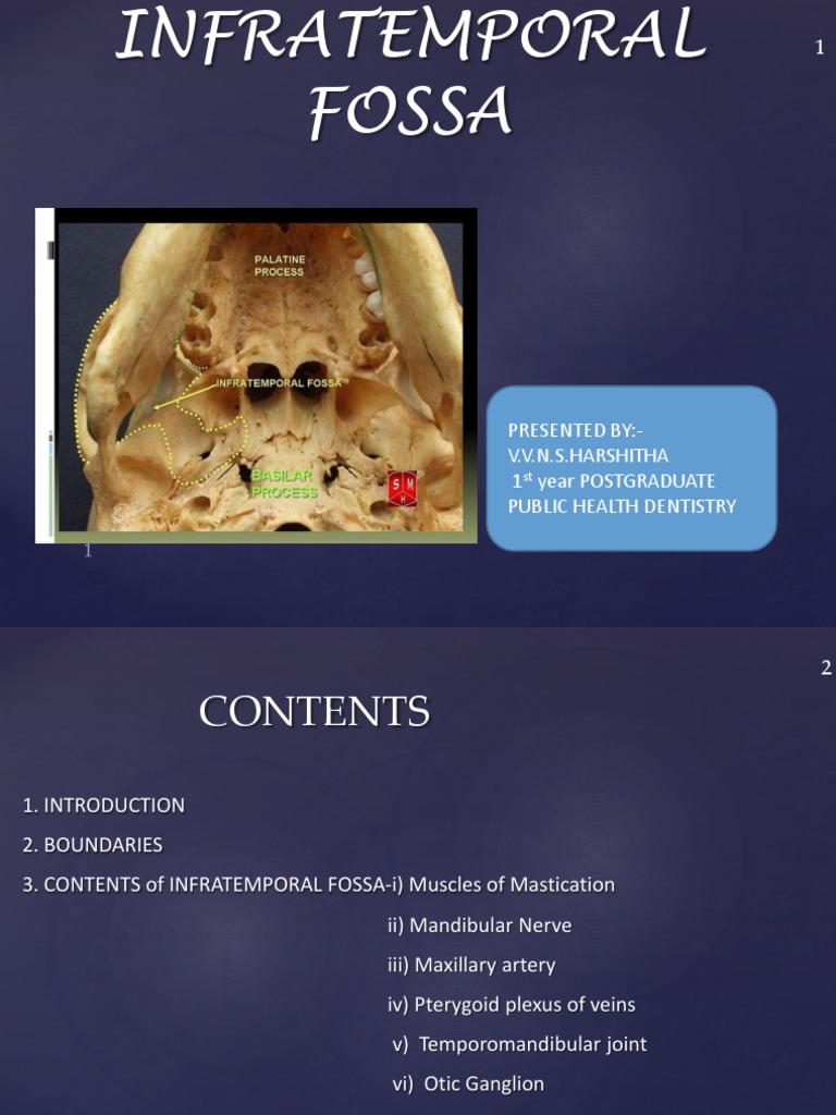 Infratemporal Fossa | PDF | Science & Mathematics