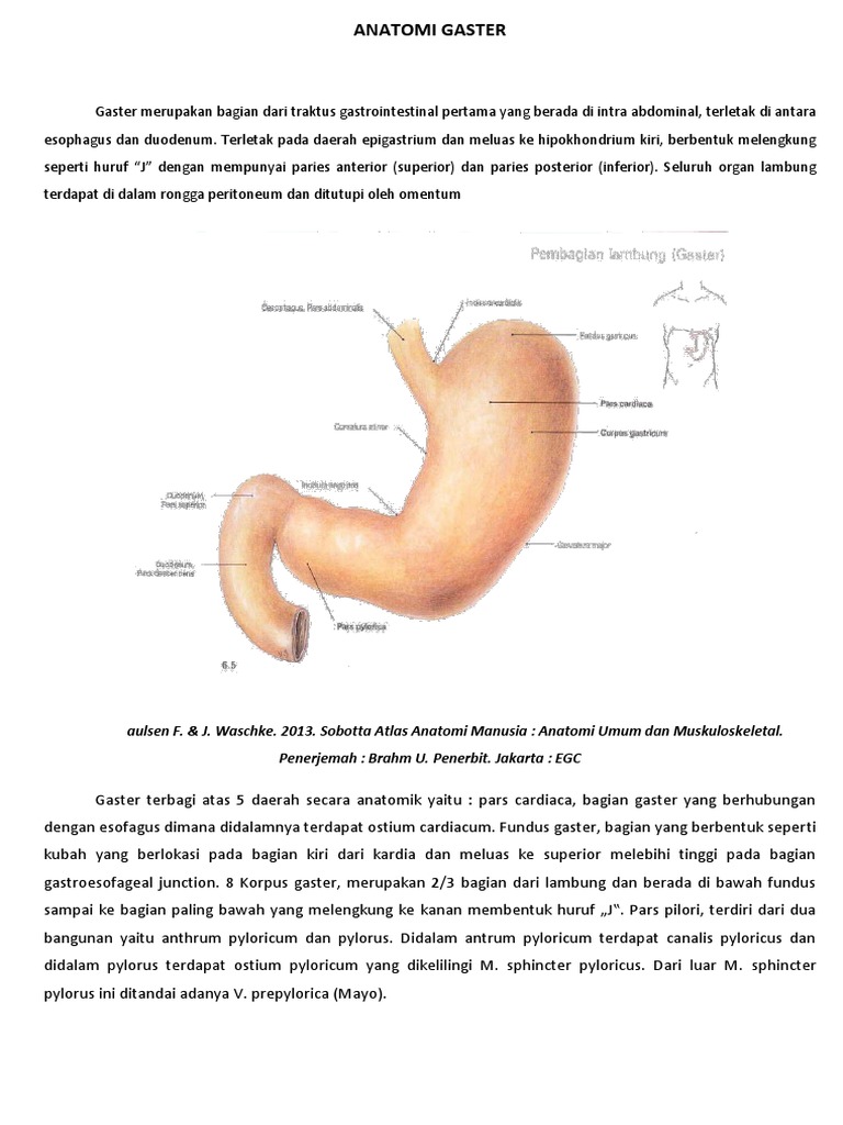 Anatomi Gaster | PDF | Ilmu Sosial | Kesehatan Holistik