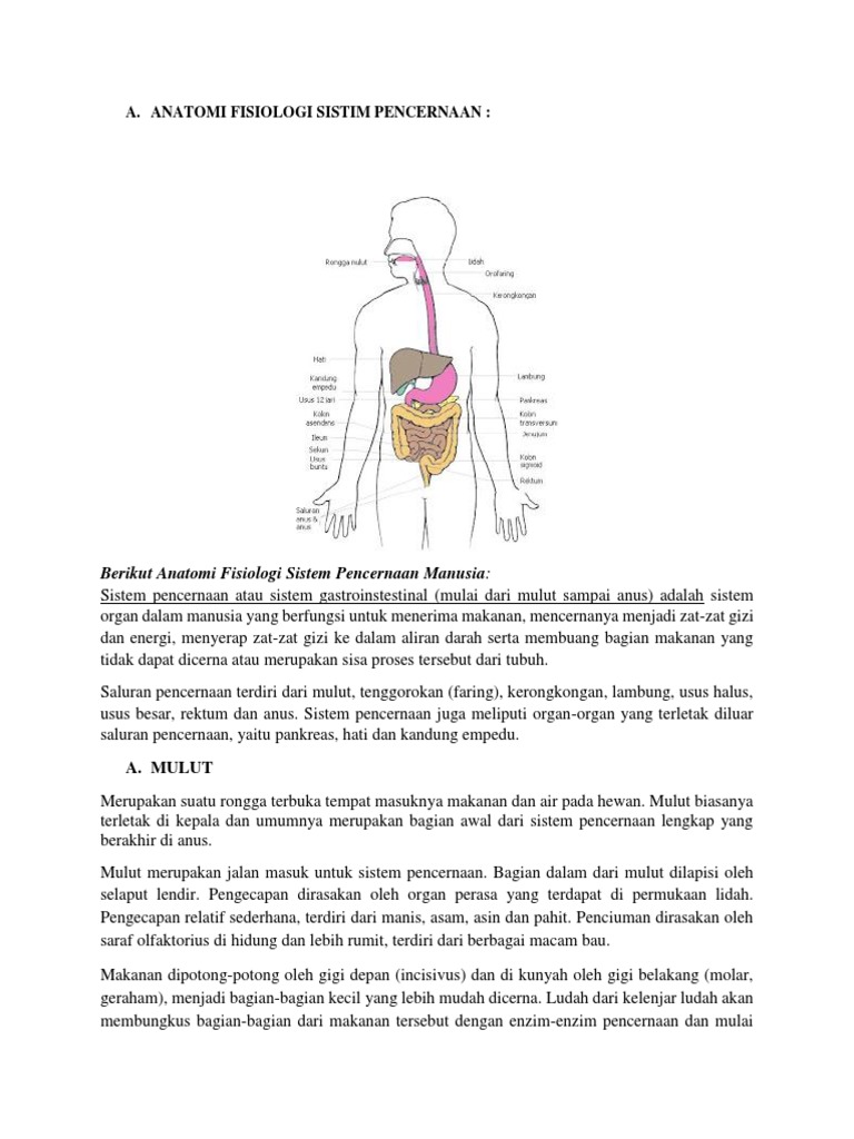 ANATOMY AND PHYSIOLOGY OF THE DIGESTIVE SYSTEM | PDF
