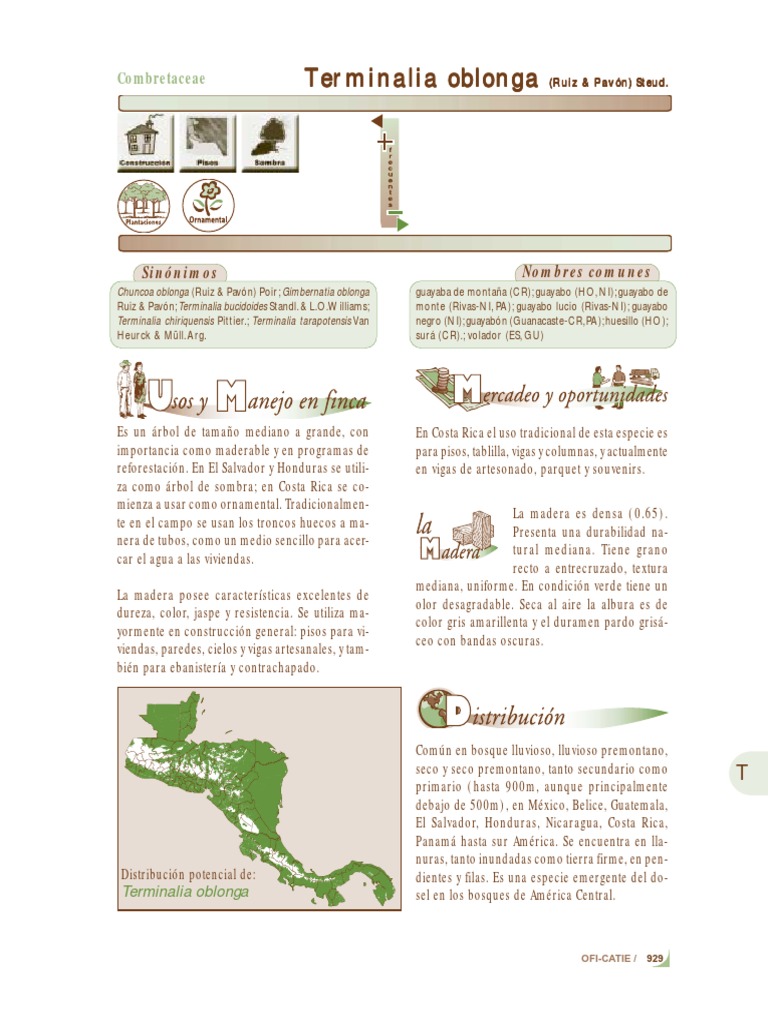 Terminalia oblonga: Especie y Usos | PDF