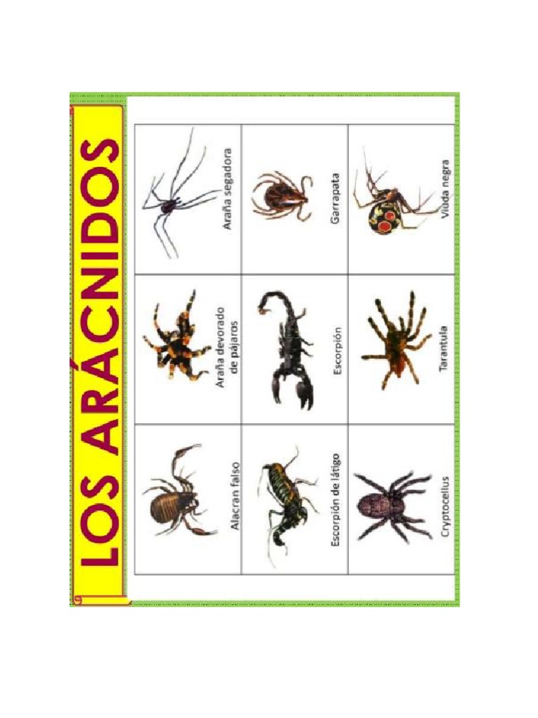Animales Aracnidos e Insectos | PDF