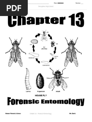Forensic Entomology Worksheet Forensic Entomology | TPT