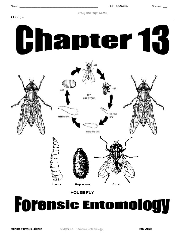 Chapter 13 - Insect Entomology Worksheets 2020 | PDF