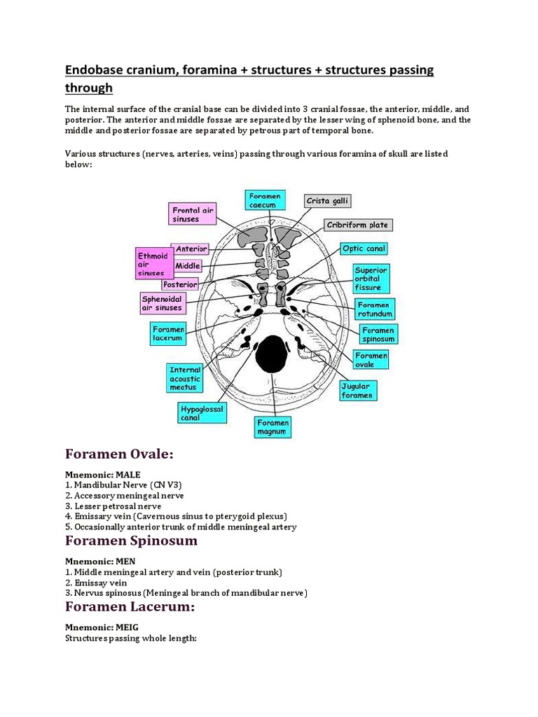 Anatomy of the Cranial Base and Orbits: A Comprehensive Guide to ...