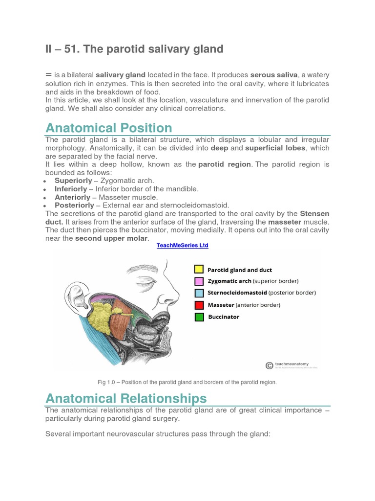 Parotid Gland Anatomy and Clinical Insights | PDF