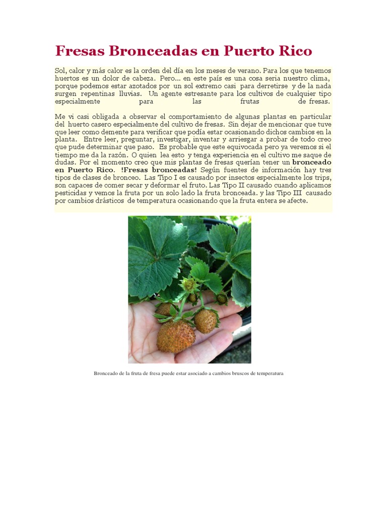 Bronco de Fresas en Puerto Rico | PDF | Hogar, jardinería y bricolaje