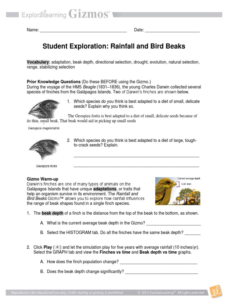 Gizmo Rainfall Bird Beaks | PDF | Evolutionary Biology | Biological ...
