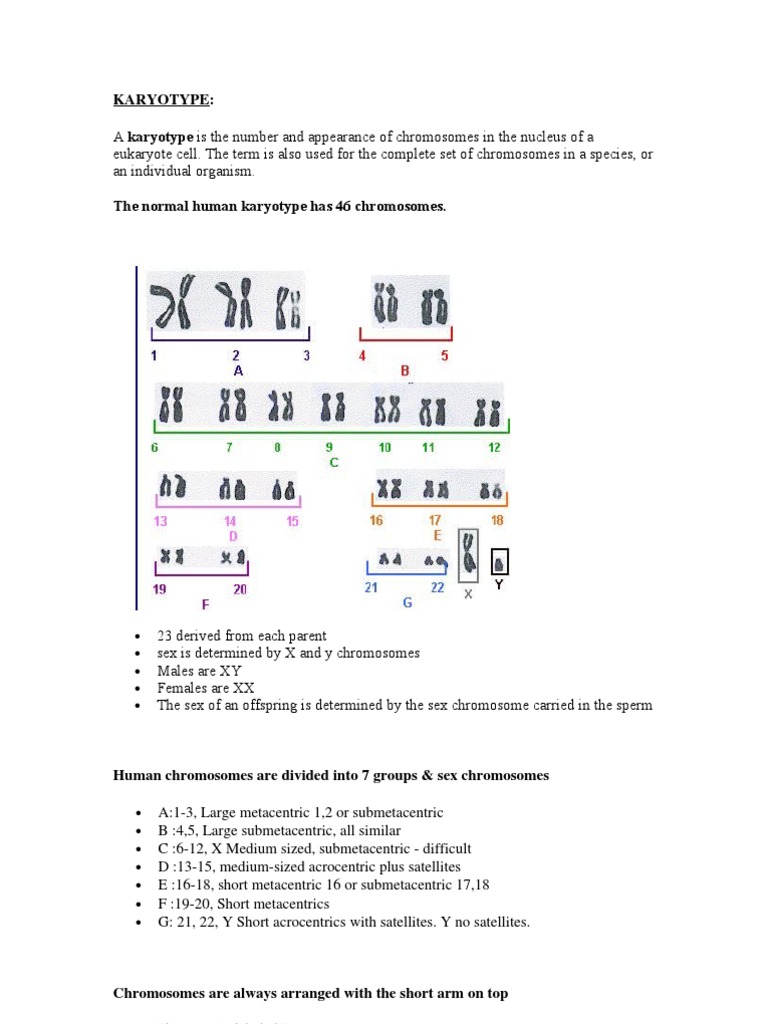 Understanding Human Karyotype Basics | PDF