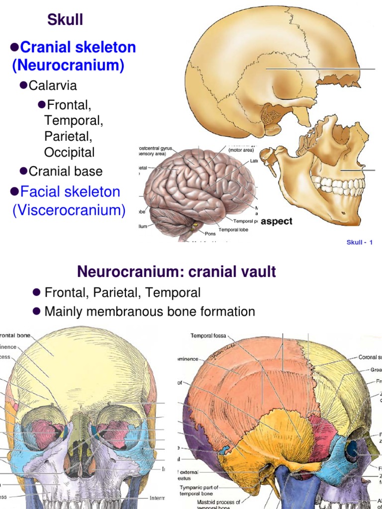 The Anatomy of the Human Skull | PDF | Skull | Human Nose