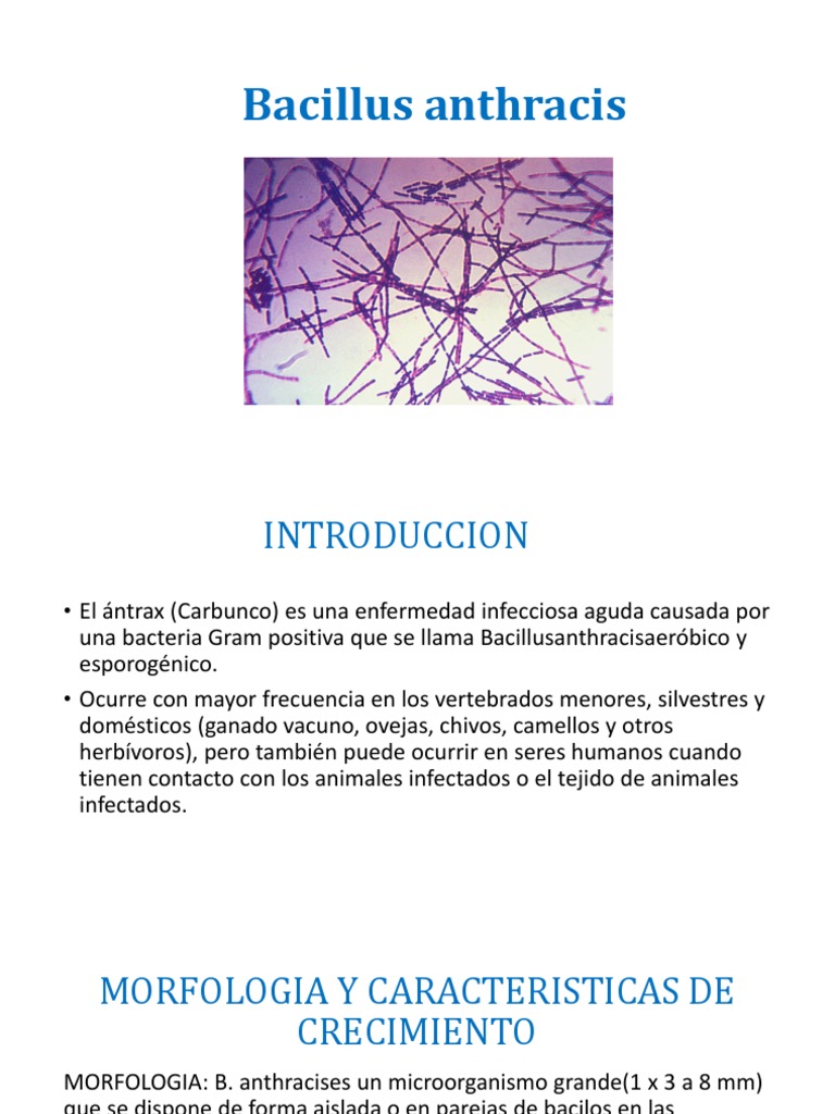 Bacillus Anthracis | PDF