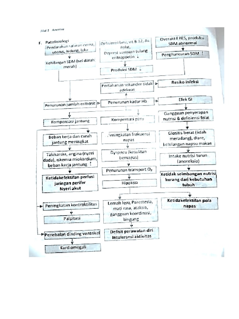 Patofisiologi Anemia | PDF