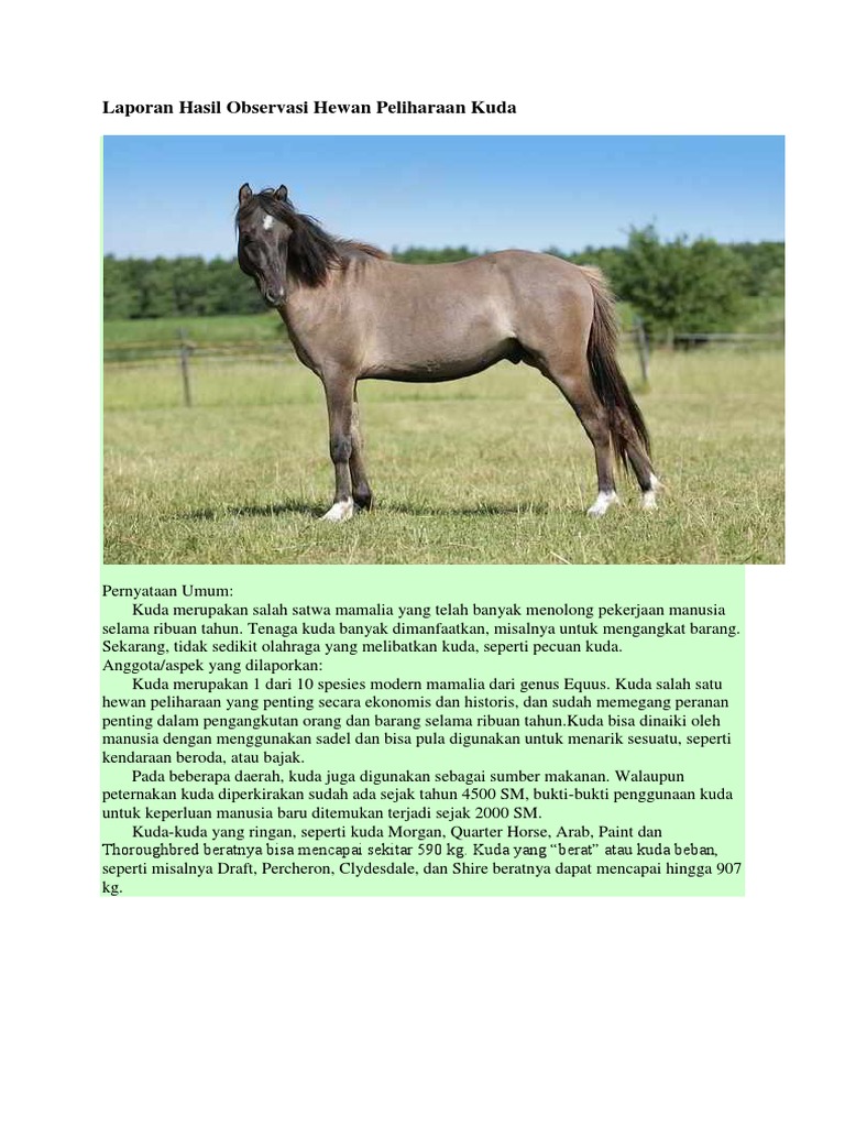 Laporan Hasil Observasi Hewan Peliharaan Kuda | PDF