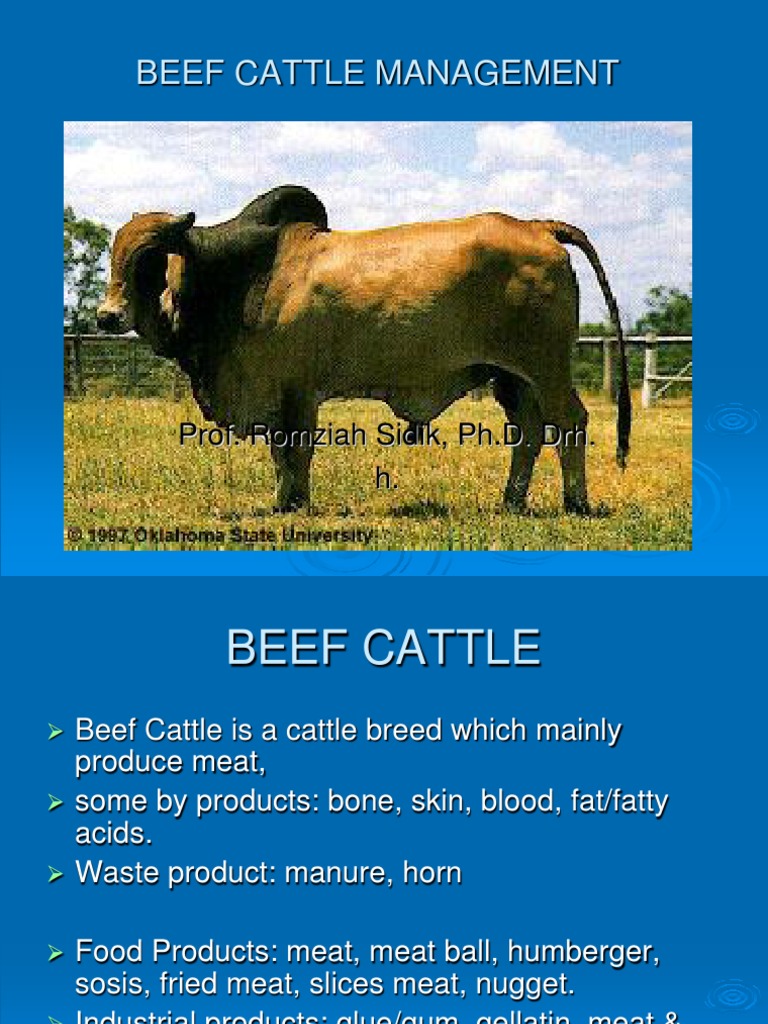 Beef Cattle Management Practices | PDF | Cooking, Food & Wine