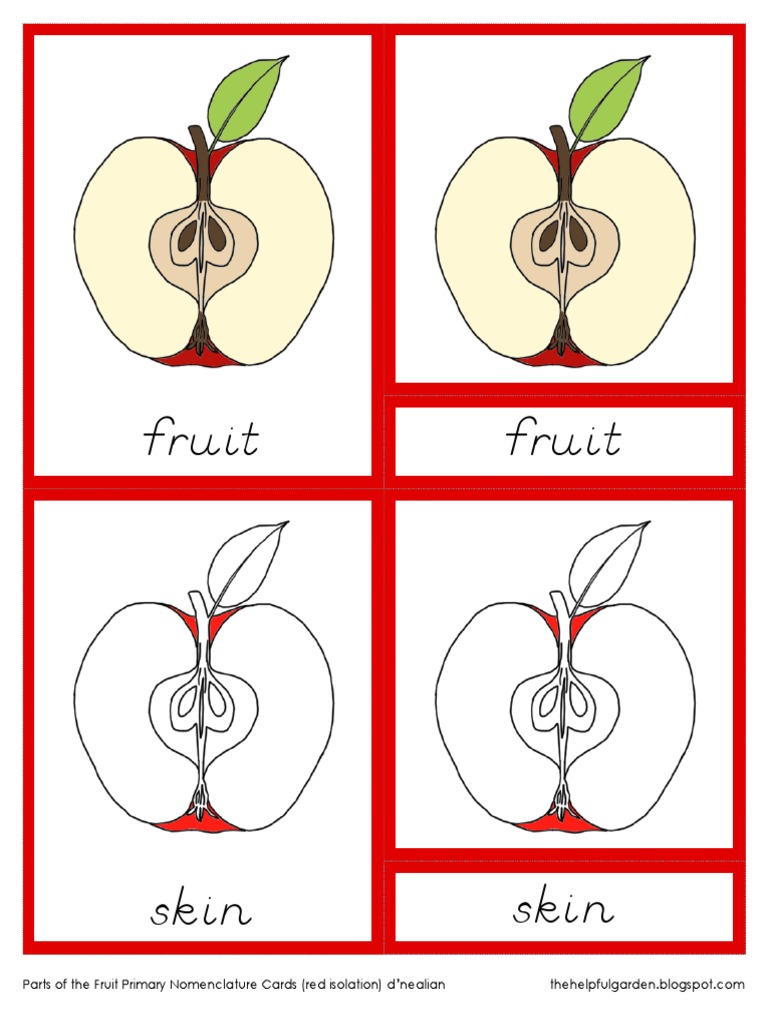 Parts of The Fruit Primary Nomenclature Cards (Red Isolation) D'nealian