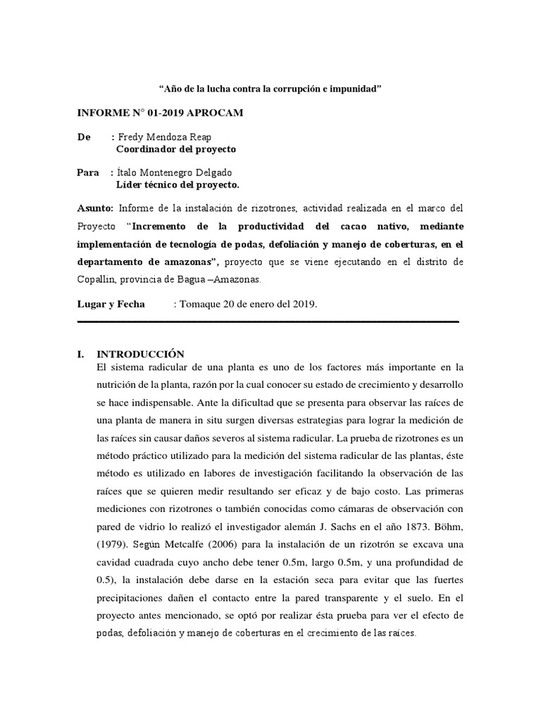 Efecto de Rizotrones en Raíces de Cacao | PDF