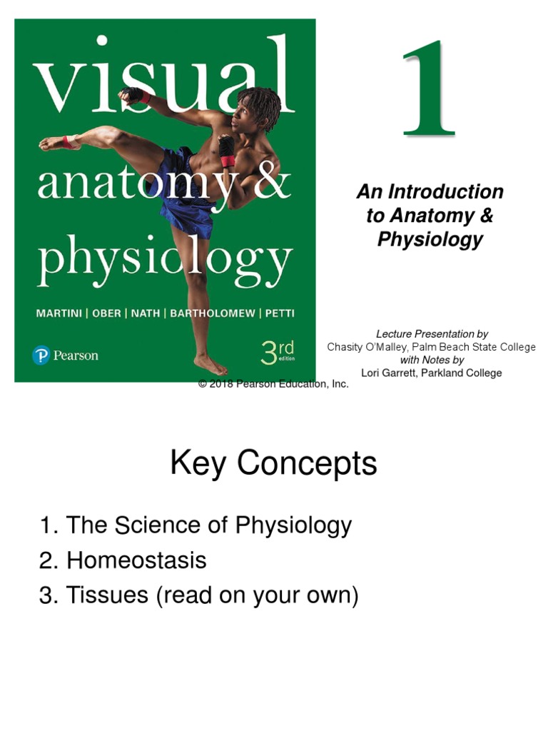 CH 1 Homeostasis | PDF | Connective Tissue | Human Body