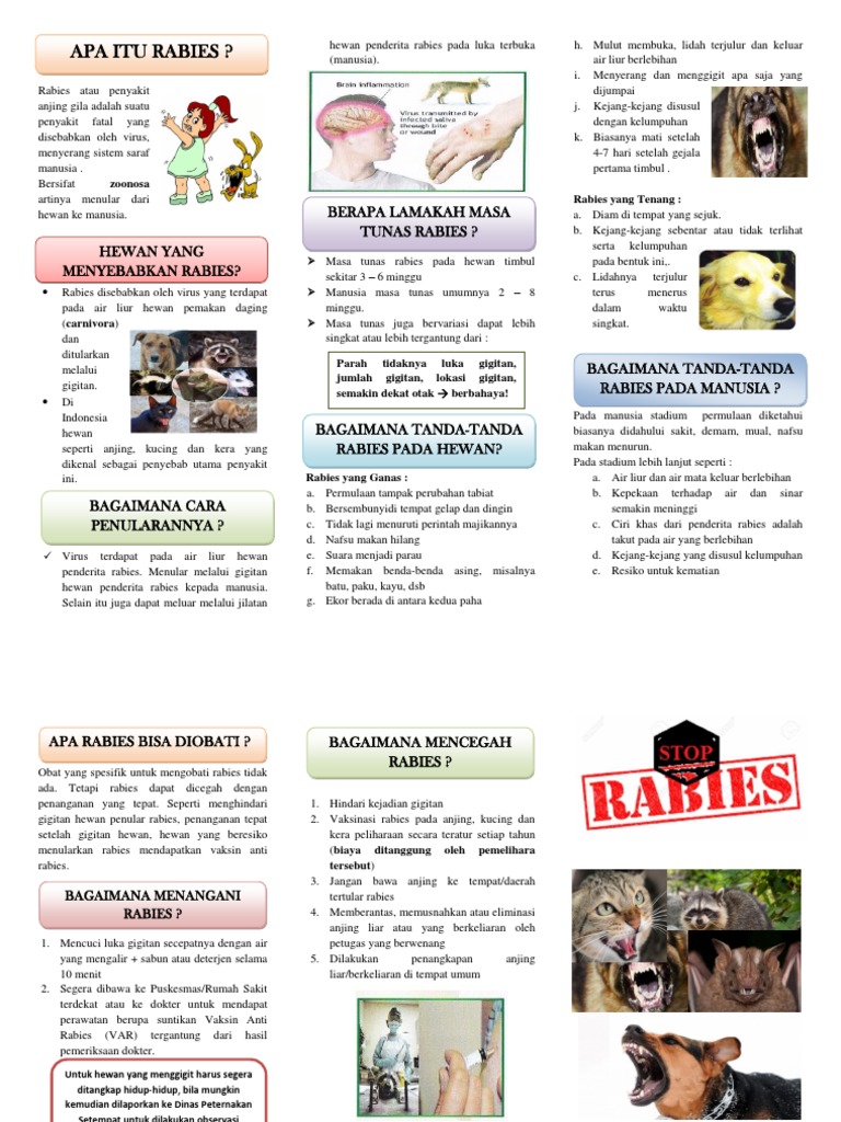 Leaflet Rabies Revisi | PDF