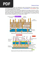 Cromoforo y Auxocromo | PDF | Cromóforo | Atómico
