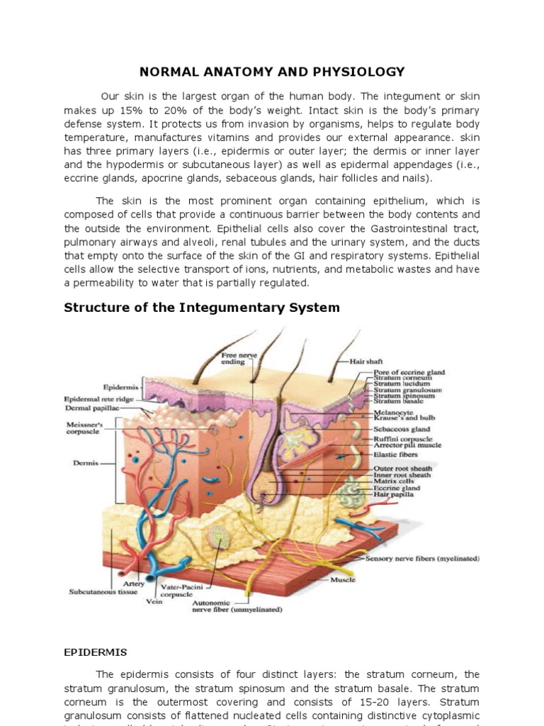 Anatomy and Physiology of Skin | PDF | Skin | Epidermis