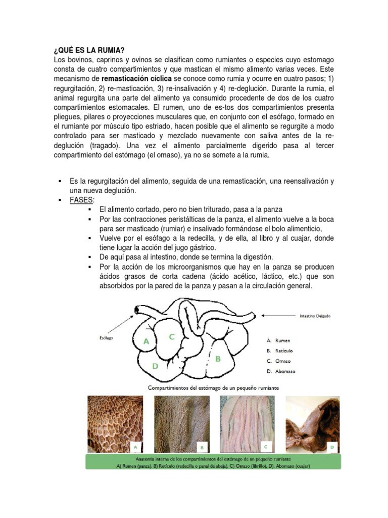 Qué Es La Rumia | PDF | Rumiante | Estómago