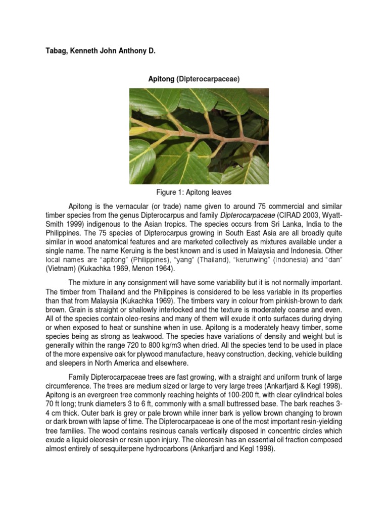 Apitong Tree: Characteristics and Uses | PDF | Home & Garden
