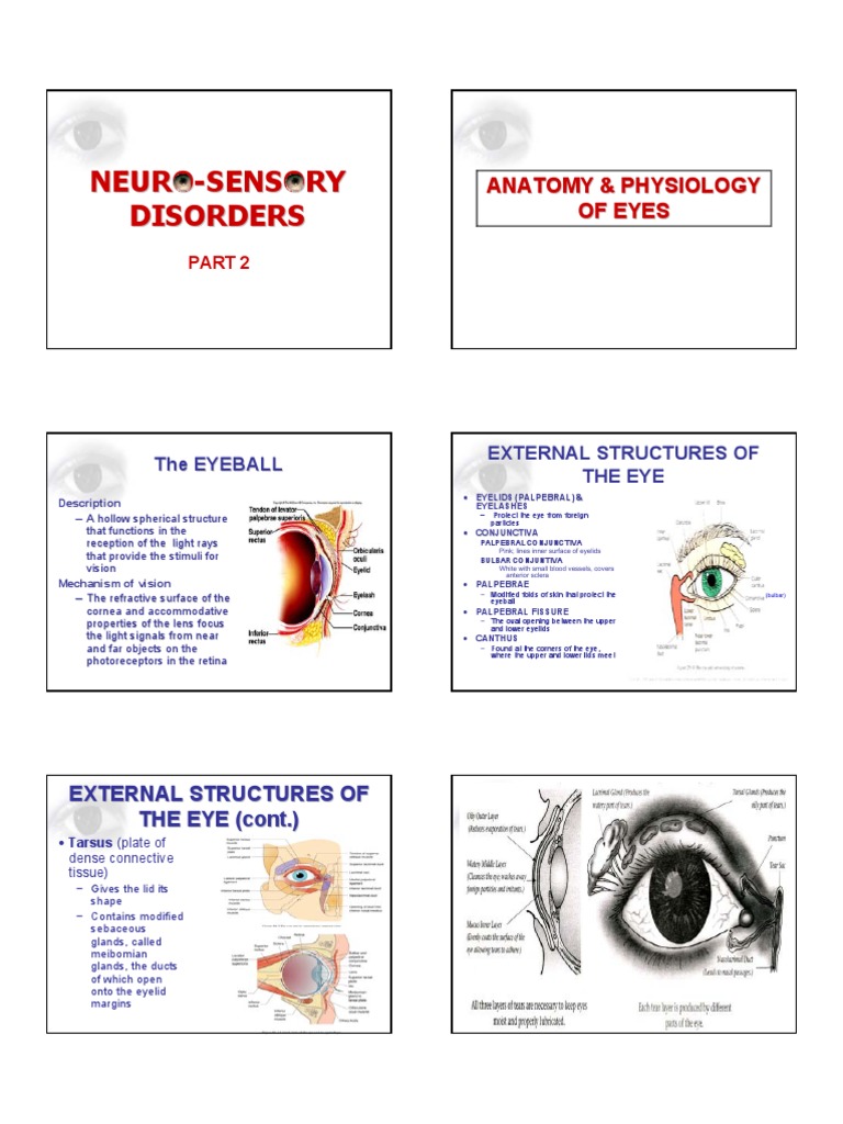 NeuroSensory - Eye Part 2 | PDF