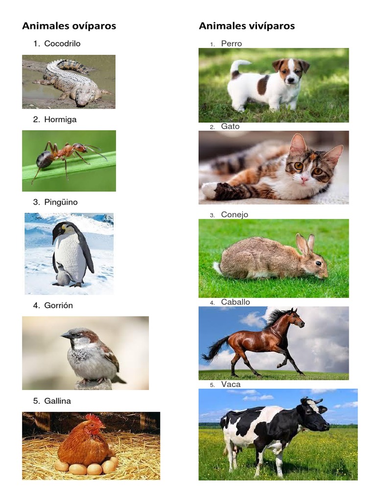 Animales Ovíparos | PDF