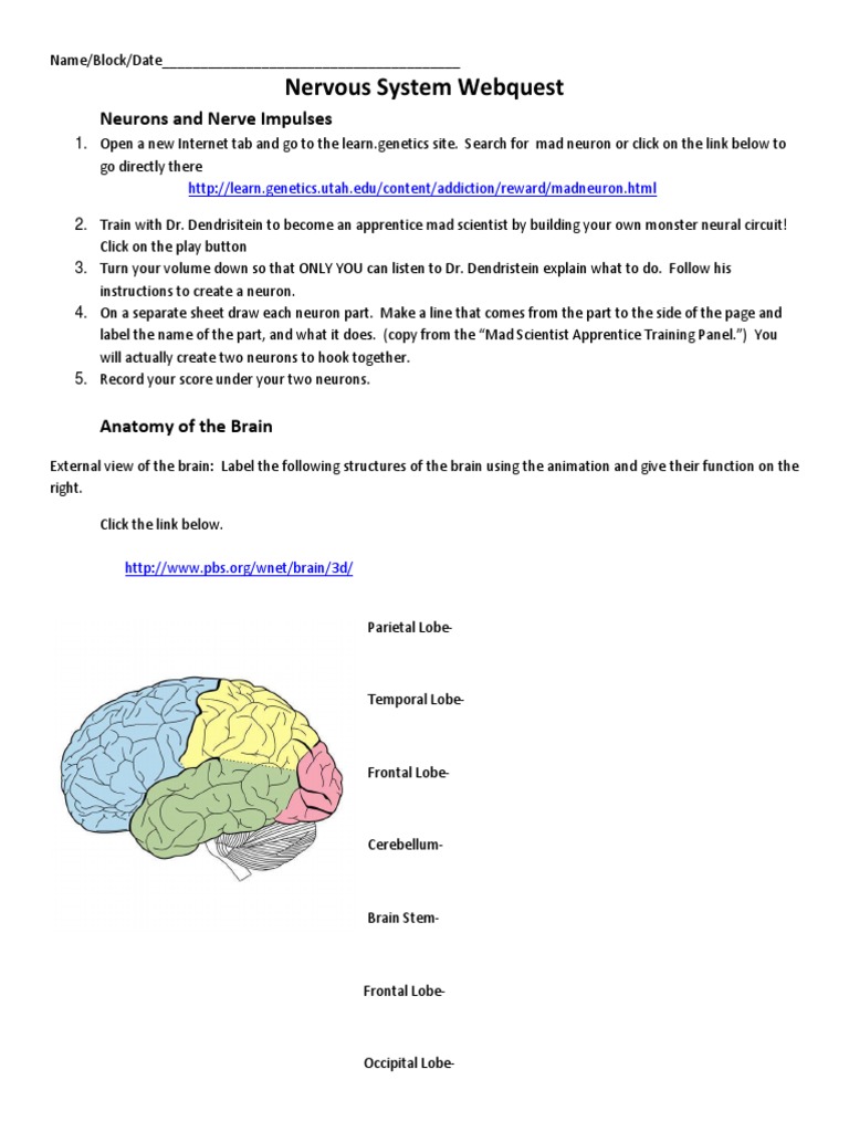 Nervous System Webquest | PDF | Nervous System | Central Nervous System