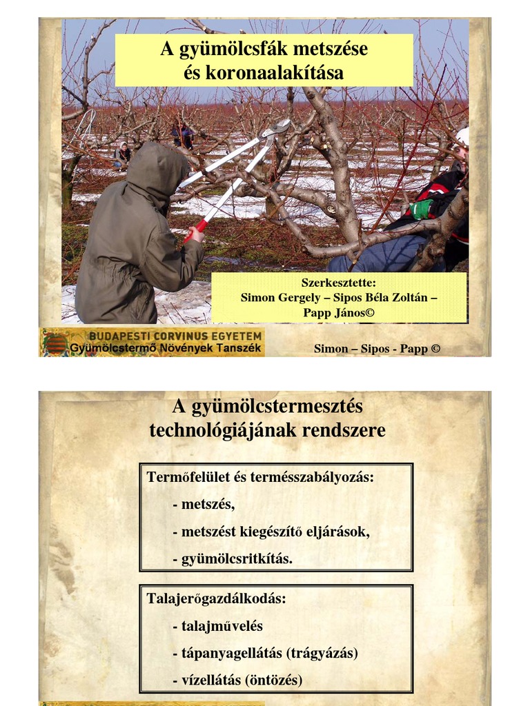 Simon Papp Sipos Gyumolcsfak Metszese | PDF
