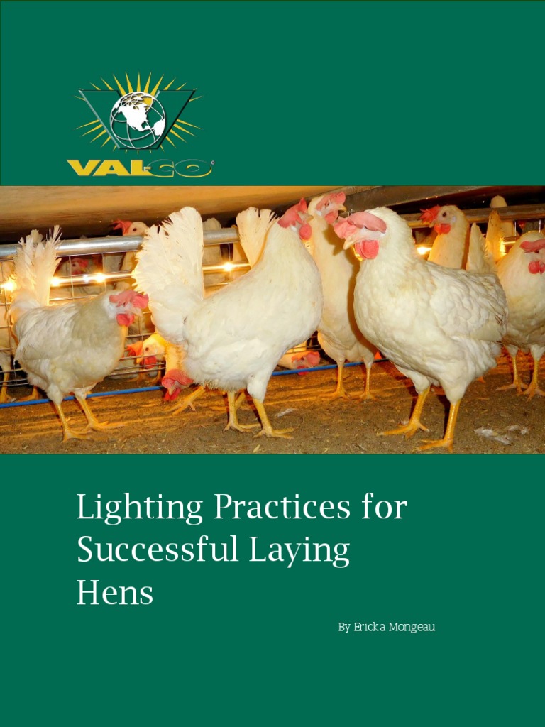 Lighting Practices For Successful Laying Hens PDF | PDF | Chicken | Eye