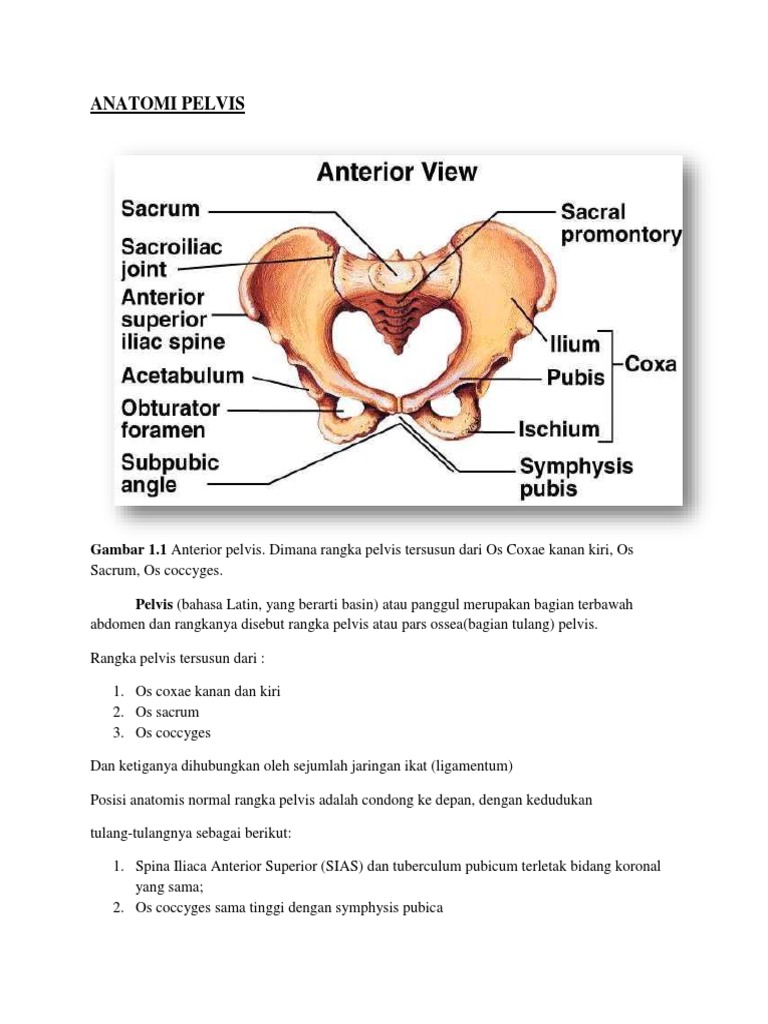 Anatomi Pelvis | PDF