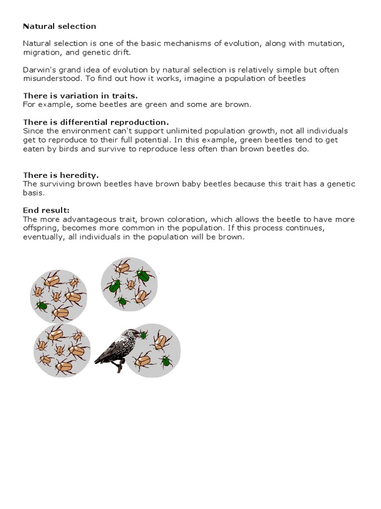 Natural Selection | PDF | Natural Selection | Evolution