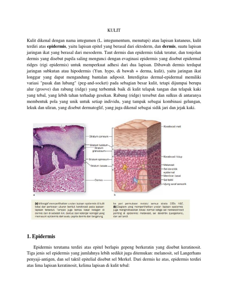 Histologi Kulit | PDF