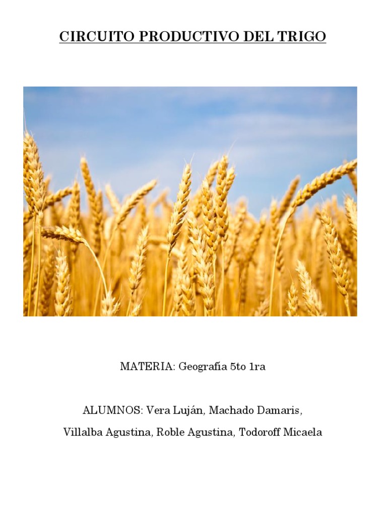 Circuito Productivo Del Trigo | PDF | Trigo | Cereales