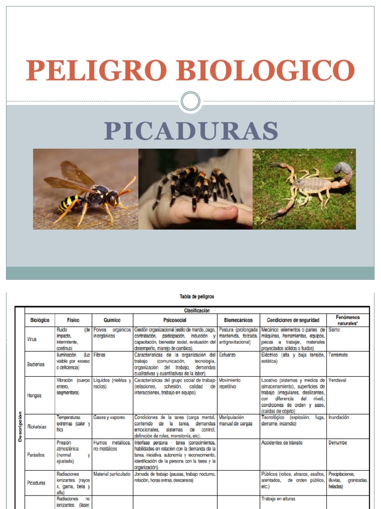 Peligro Biologico | PDF | Avispa | Insectos