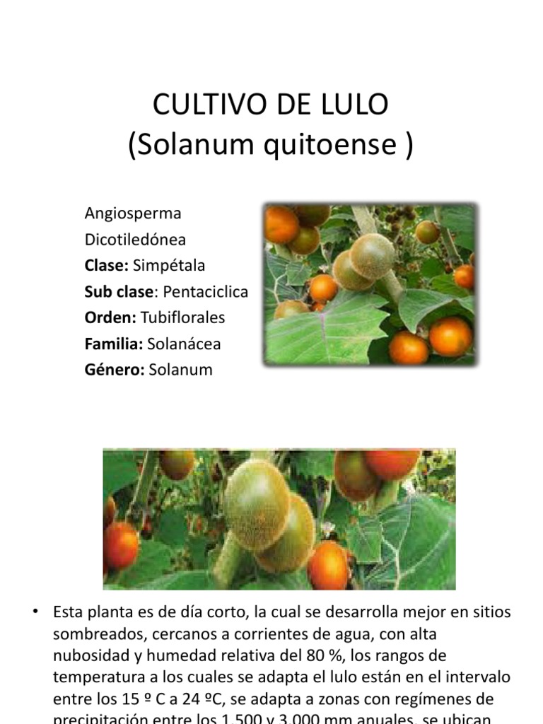 Cultivo de Lulo | PDF | Suelo | Plaga (organismo)