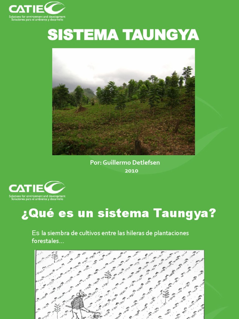 Sistema Taungya: Agroforestería Eficiente | PDF | Los bosques | Arboles