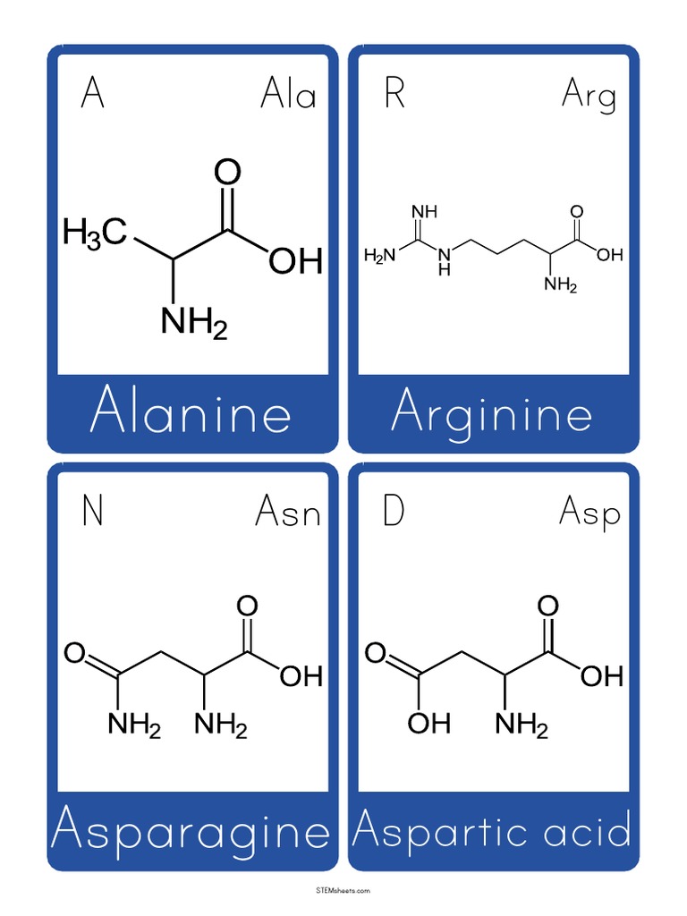 Amino Acid Flashcards | PDF