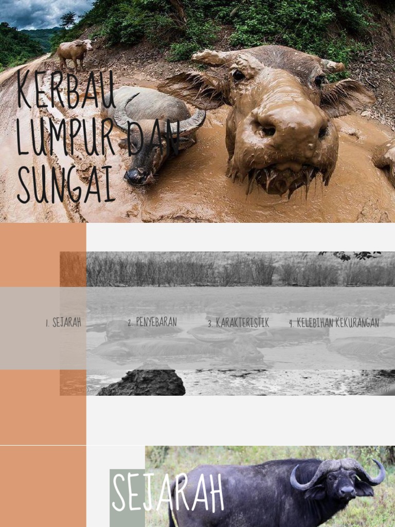 Sejarah dan Karakteristik Kerbau | PDF