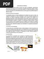 Protonefridios | PDF | Riñón | Sistema urinario